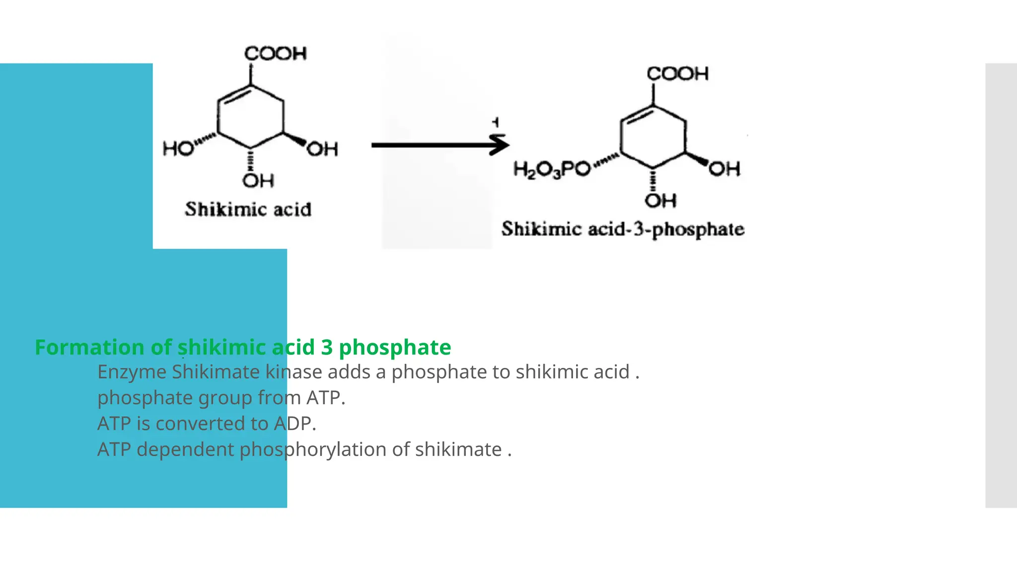 shikimic acid pathway Aromatic amino acid pathway , phenyl propanoid ...