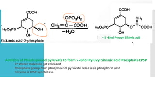 shikimic acid pathway Aromatic amino acid pathway , phenyl propanoid ...