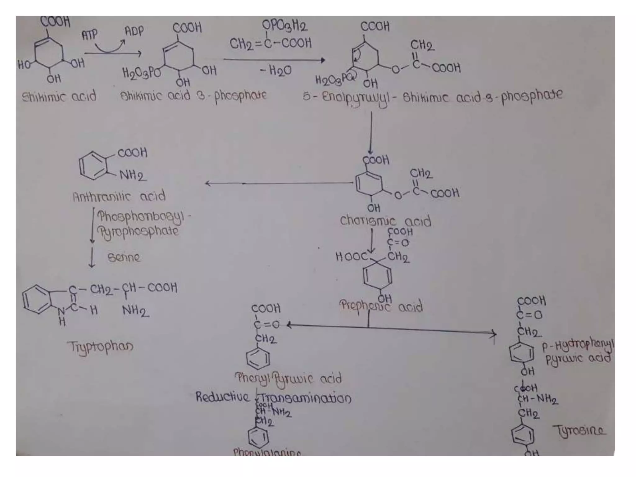 Shikimic acid pathway | PPTX