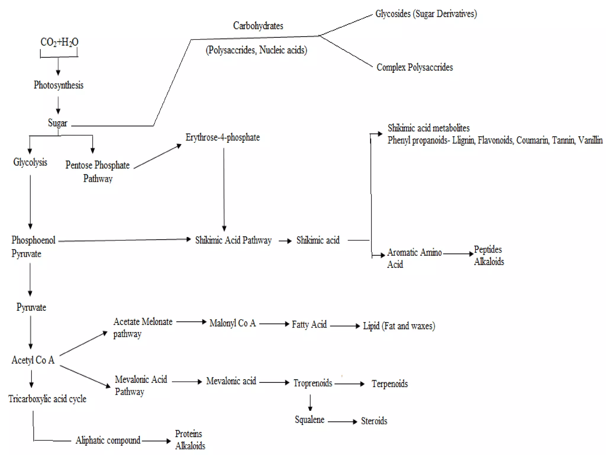 Shikimic acid pathway | PPTX