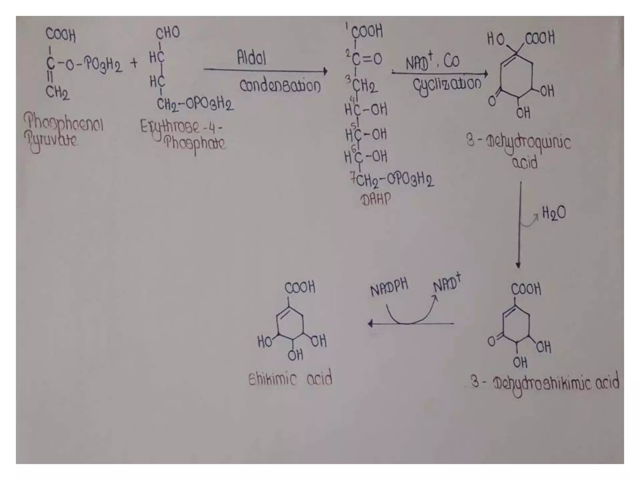 Shikimic acid pathway | PPTX