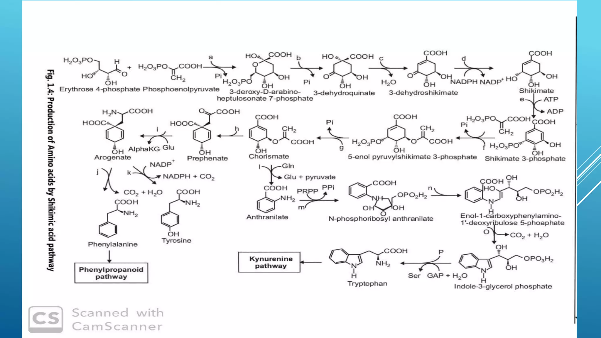 Shikimic acid pathway | PPTX