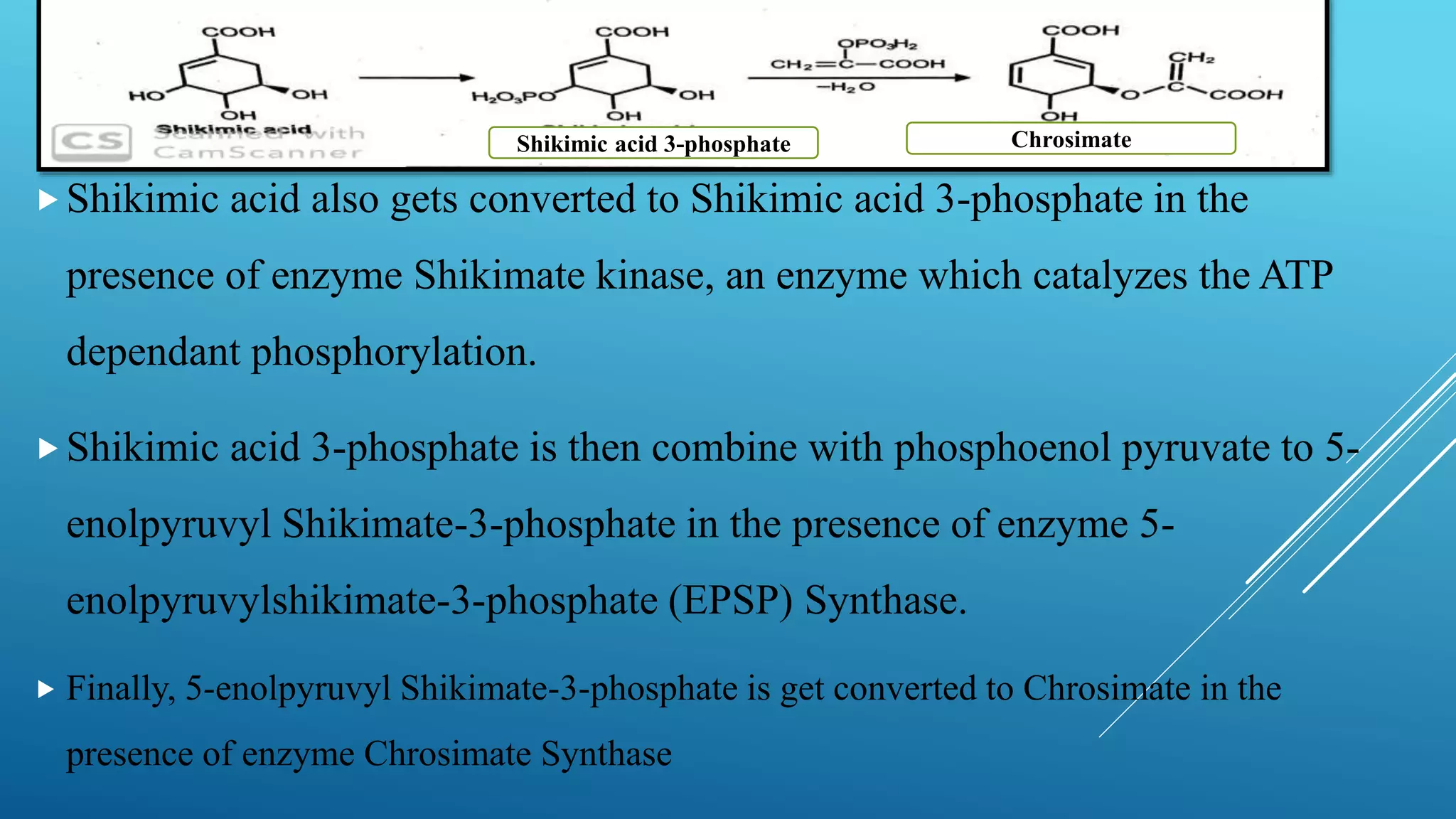 Shikimic acid pathway | PPTX
