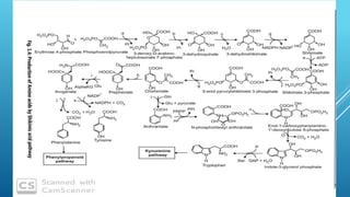 Shikimic acid pathway | PPTX