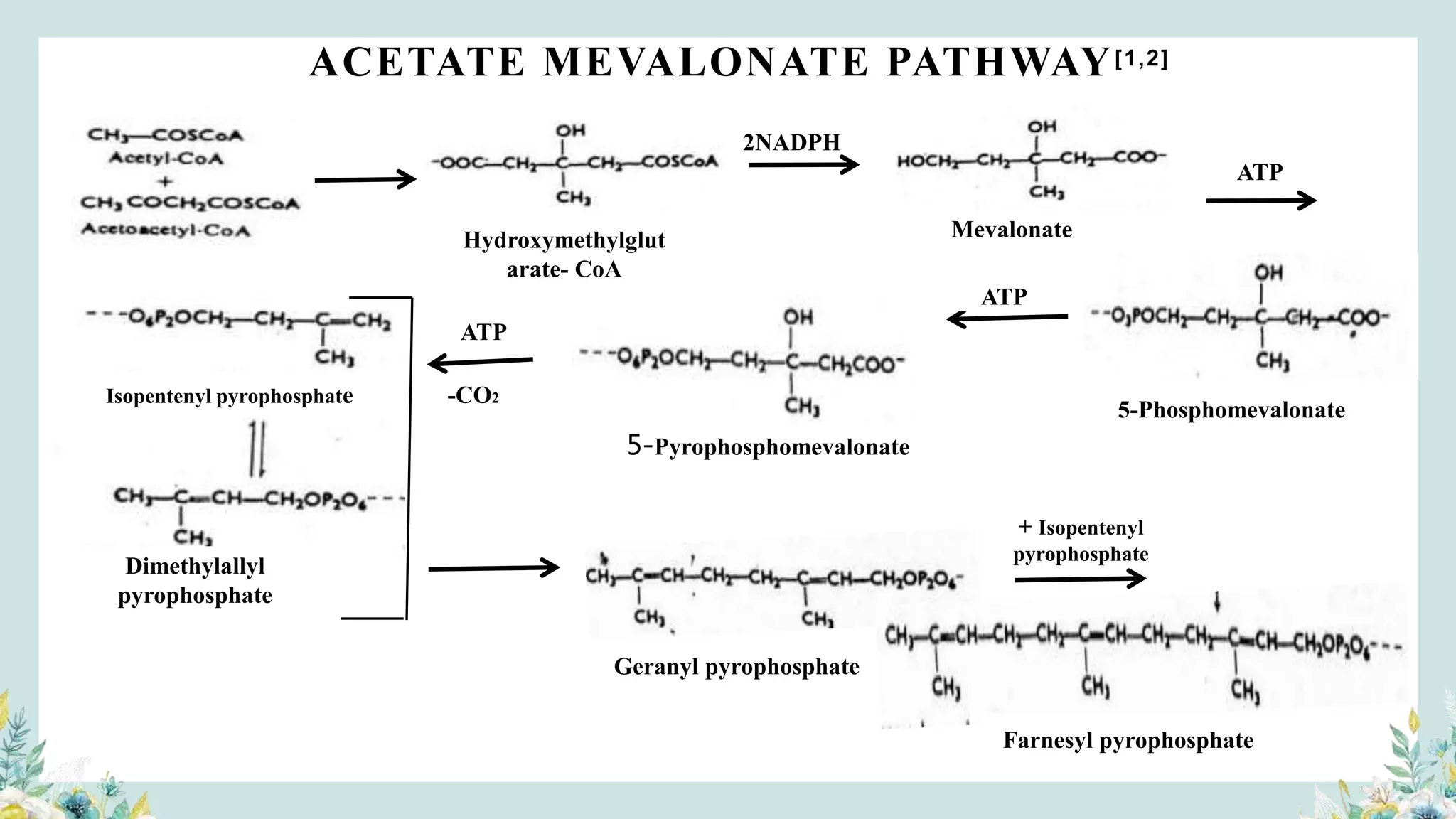Acetate mevalonate pathway | PPTX