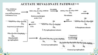 Acetate mevalonate pathway | PPTX