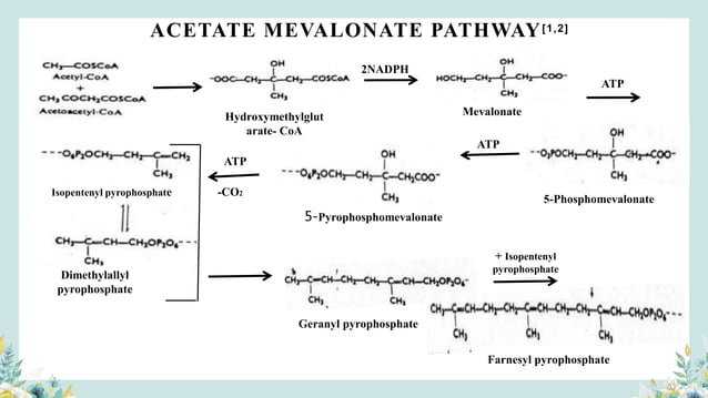 Acetate mevalonate pathway | PPT