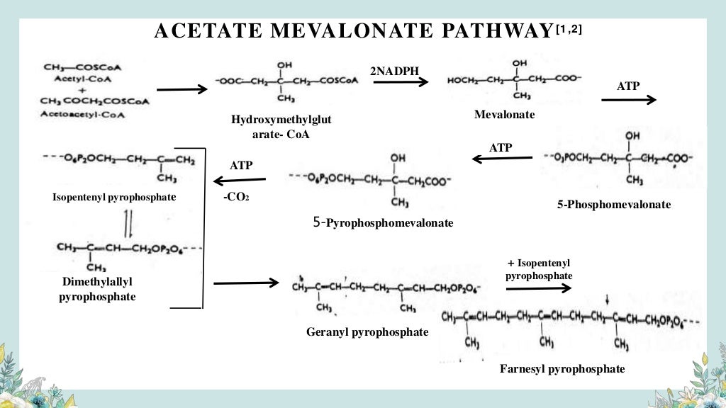 Acetate mevalonate pathway