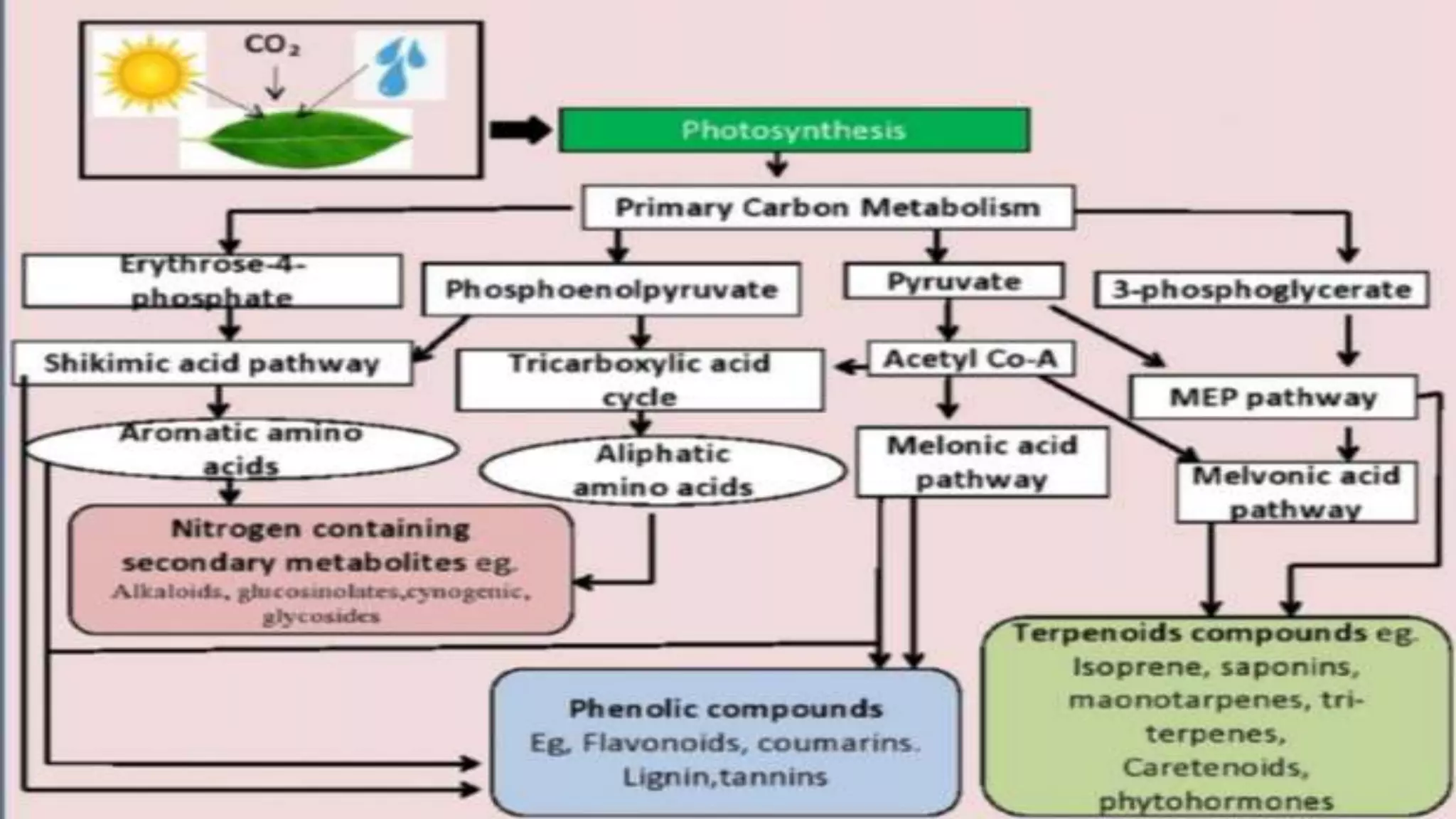 Shikimic acid pathway.pptx