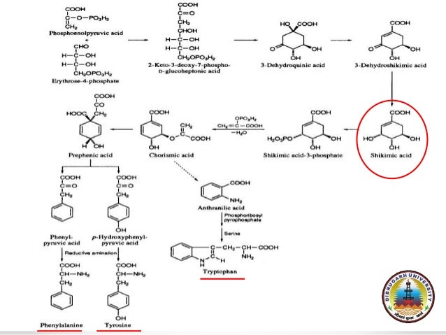 Shikimik acid pathway