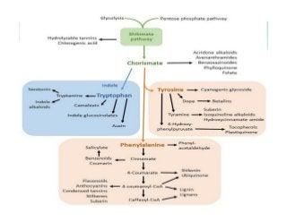 Shikimik acid pathway | PDF