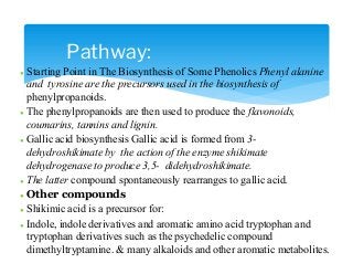 Shikimik acid pathway | PDF