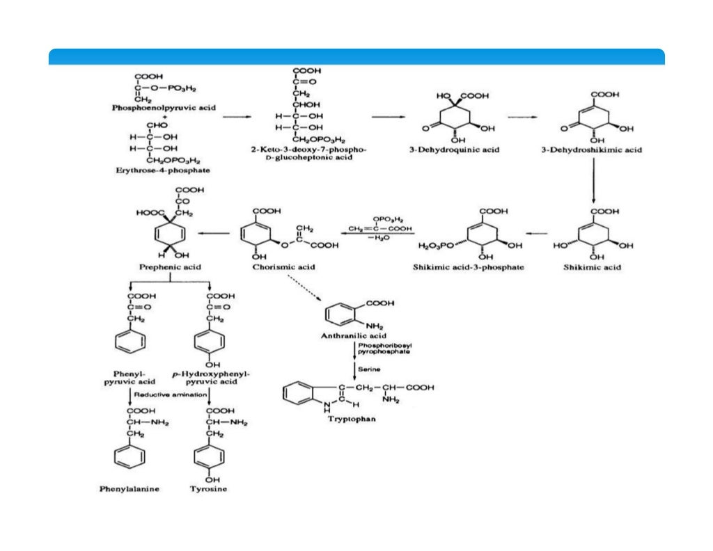 Shikimik acid pathway | PDF