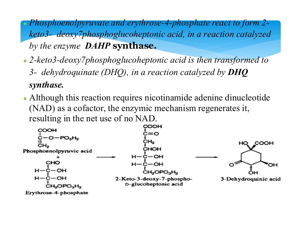 Shikimik acid pathway | PDF
