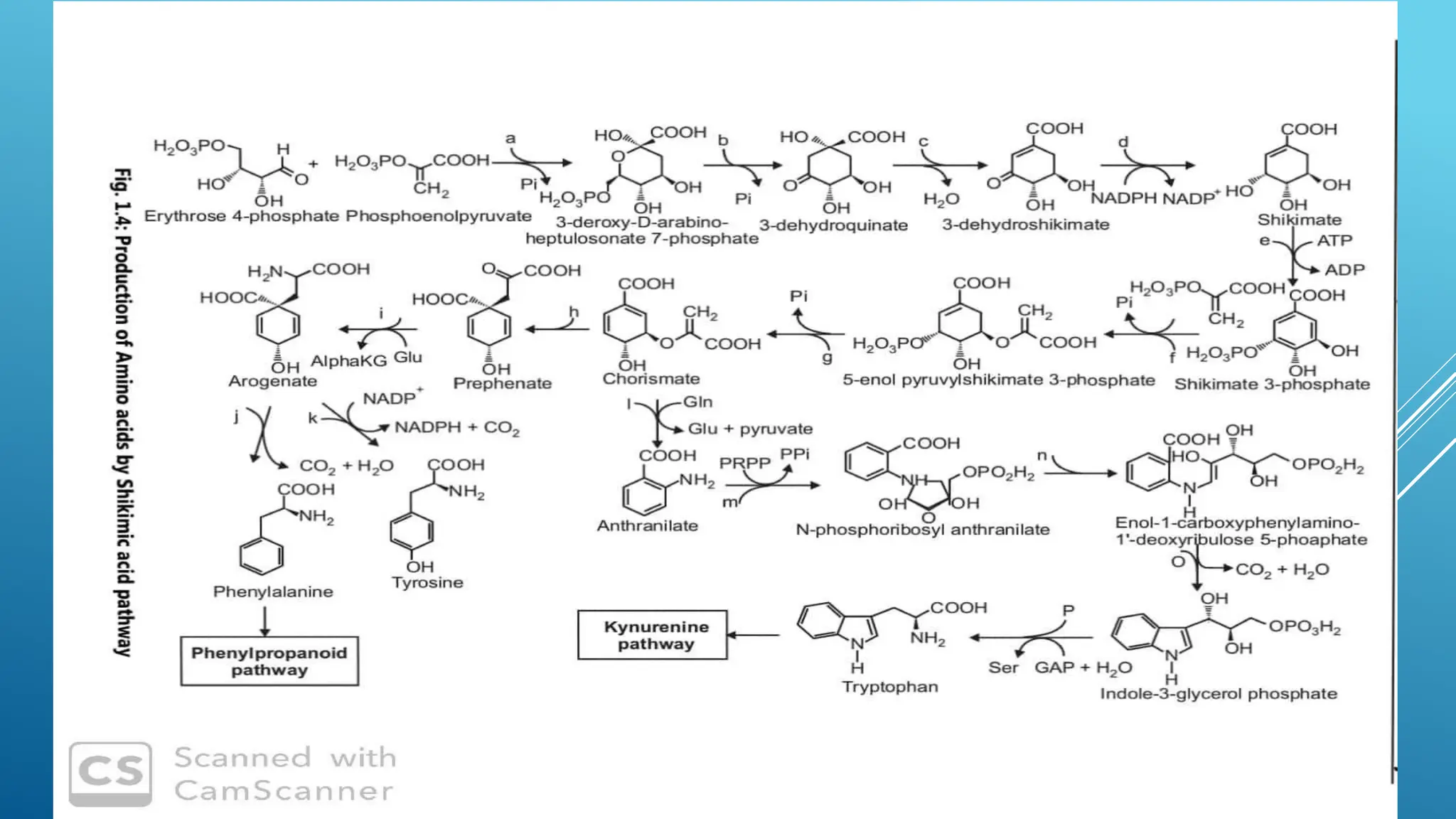 Shikmic acid pathway and acetate pathway | PPTX