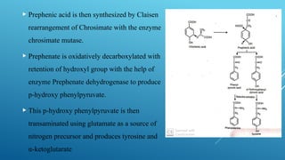 Shikmic acid pathway and acetate pathway | PPTX