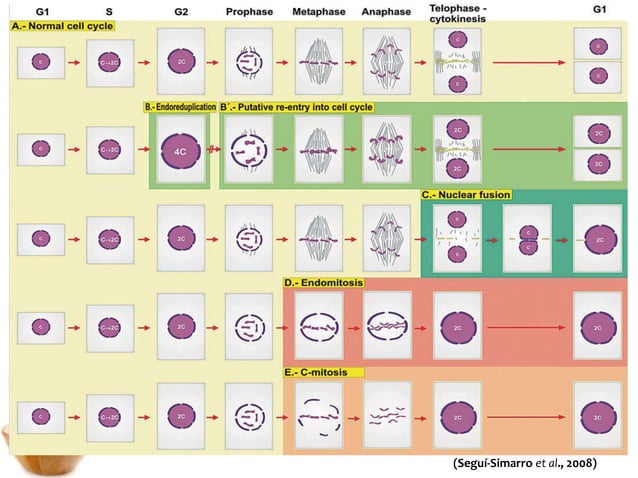 Double Haploids in crop improvement. | PPTX
