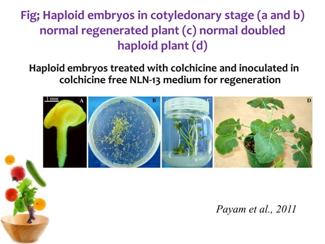 Double Haploids in crop improvement. | PPTX