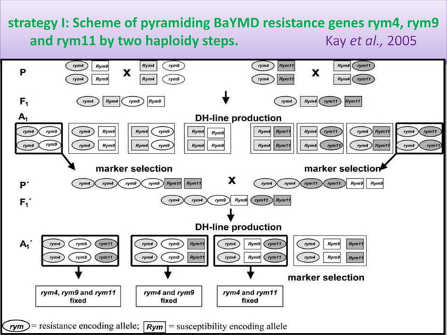 Double Haploids in crop improvement. | PPTX