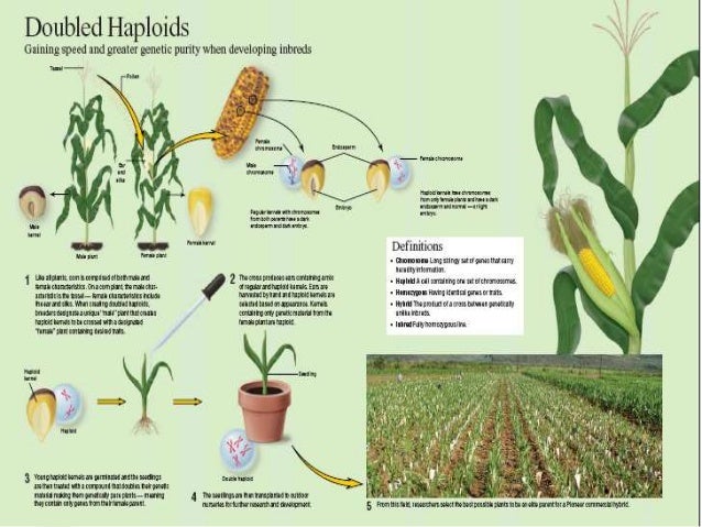 Double Haploids in crop improvement.