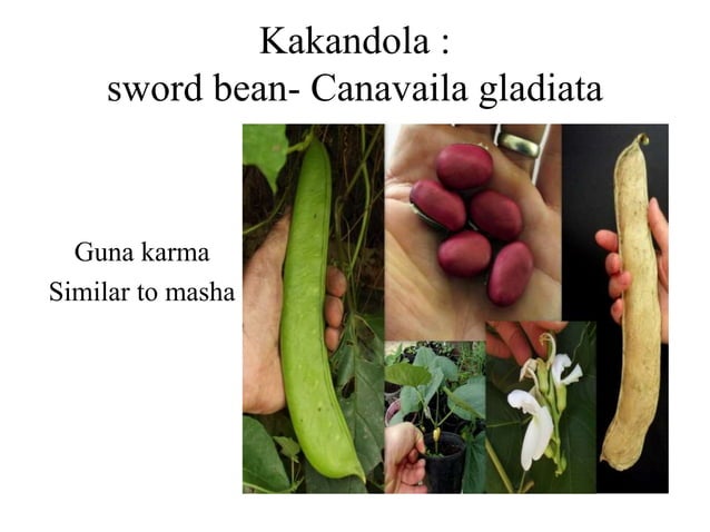 Shimbi dhanya Varga and Comparison with todays food items Ayurveda ...