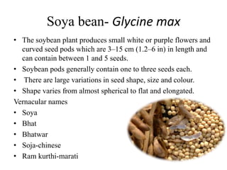 Shimbi dhanya Varga and Comparison with todays food items Ayurveda ...