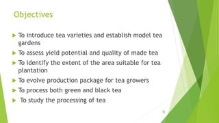 Shinkiari Tea Garden | PPTX