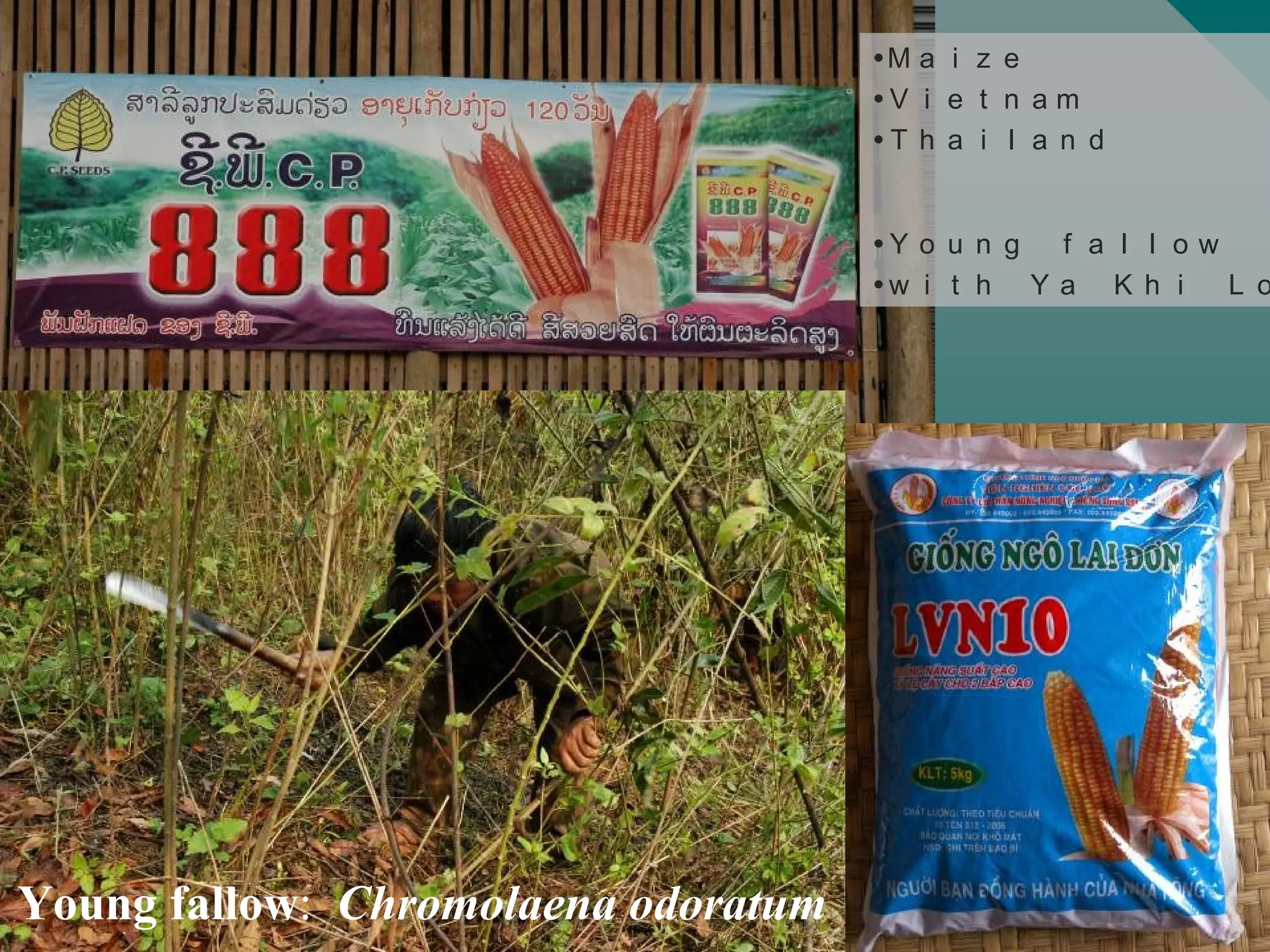Mapping a full cycle of swidden cultivation in a Khmu village and its ...