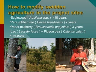 Mapping a full cycle of swidden cultivation in a Khmu village and its ...