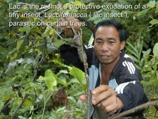 Mapping a full cycle of swidden cultivation in a Khmu village and its ...