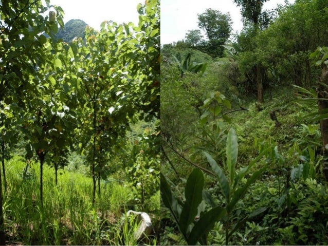 Mapping a full cycle of swidden cultivation in a Khmu village and its…