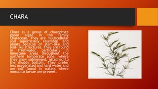 ALGAE | PPT