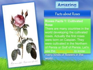 Shirley Powerpoint Presentation in ICT 100- All about Rose | PPTX