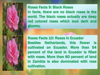 Shirley Powerpoint Presentation in ICT 100- All about Rose | PPTX