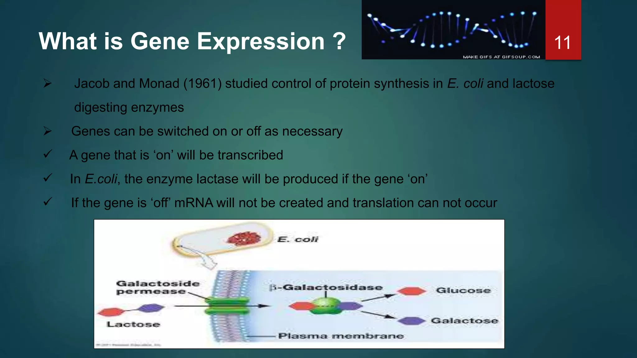 concept of gene and protein synthesis | PPTX