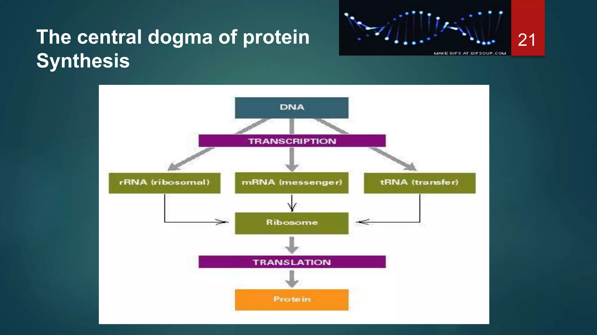 concept of gene and protein synthesis | PPTX