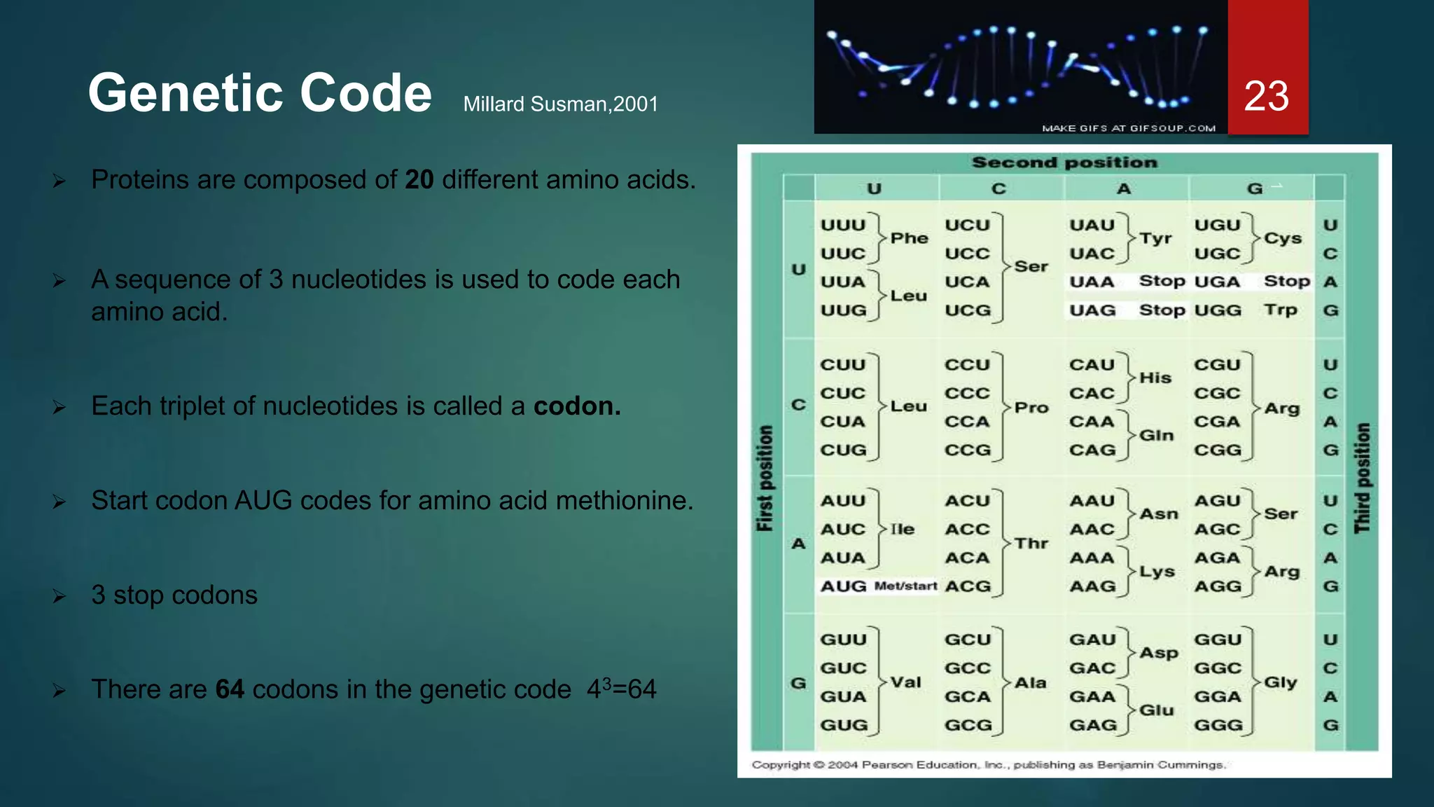 concept of gene and protein synthesis | PPTX
