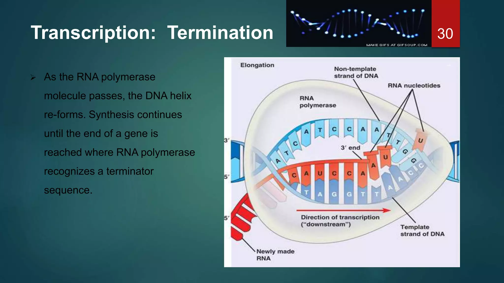 concept of gene and protein synthesis | PPTX