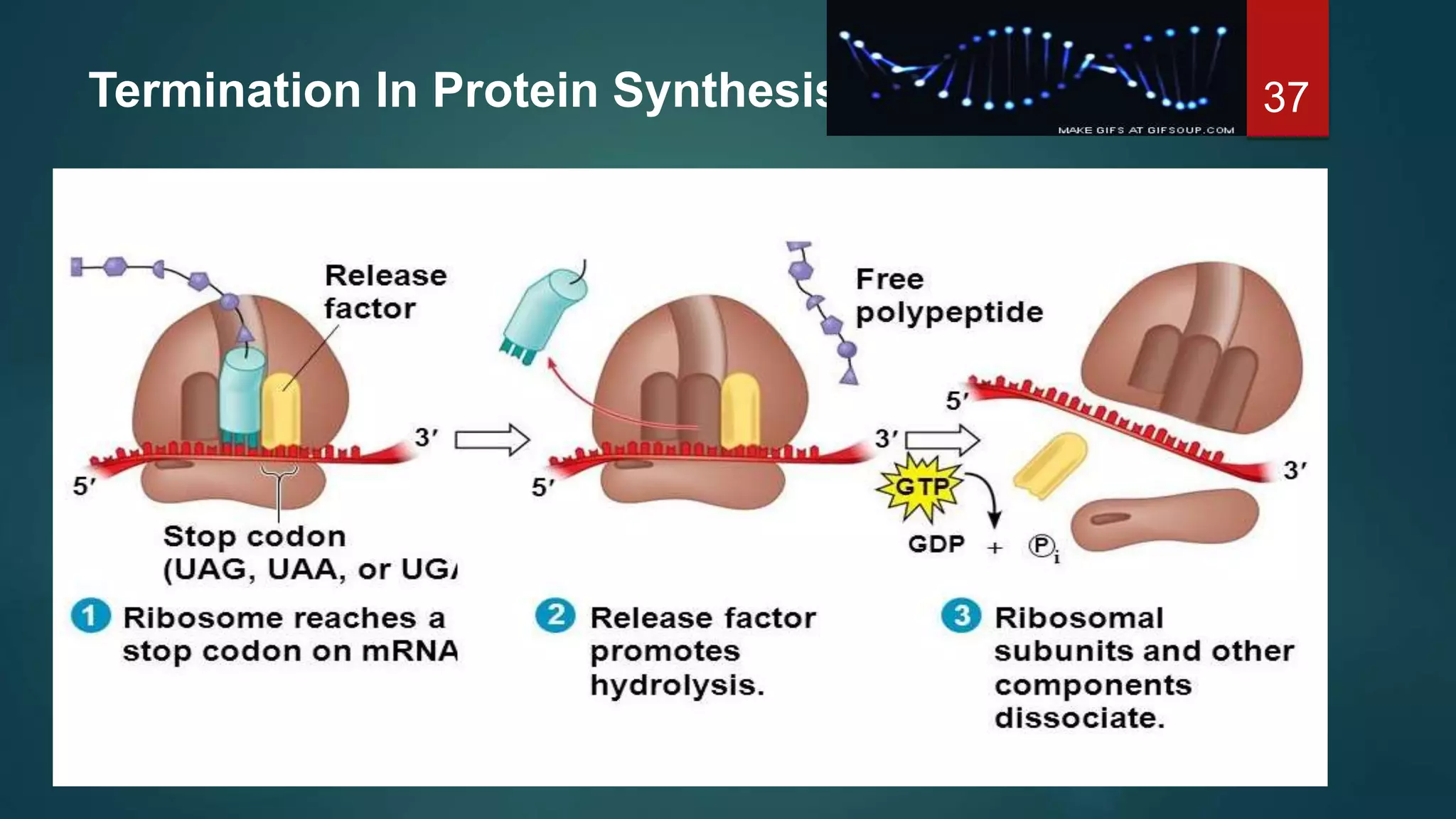 concept of gene and protein synthesis | PPTX
