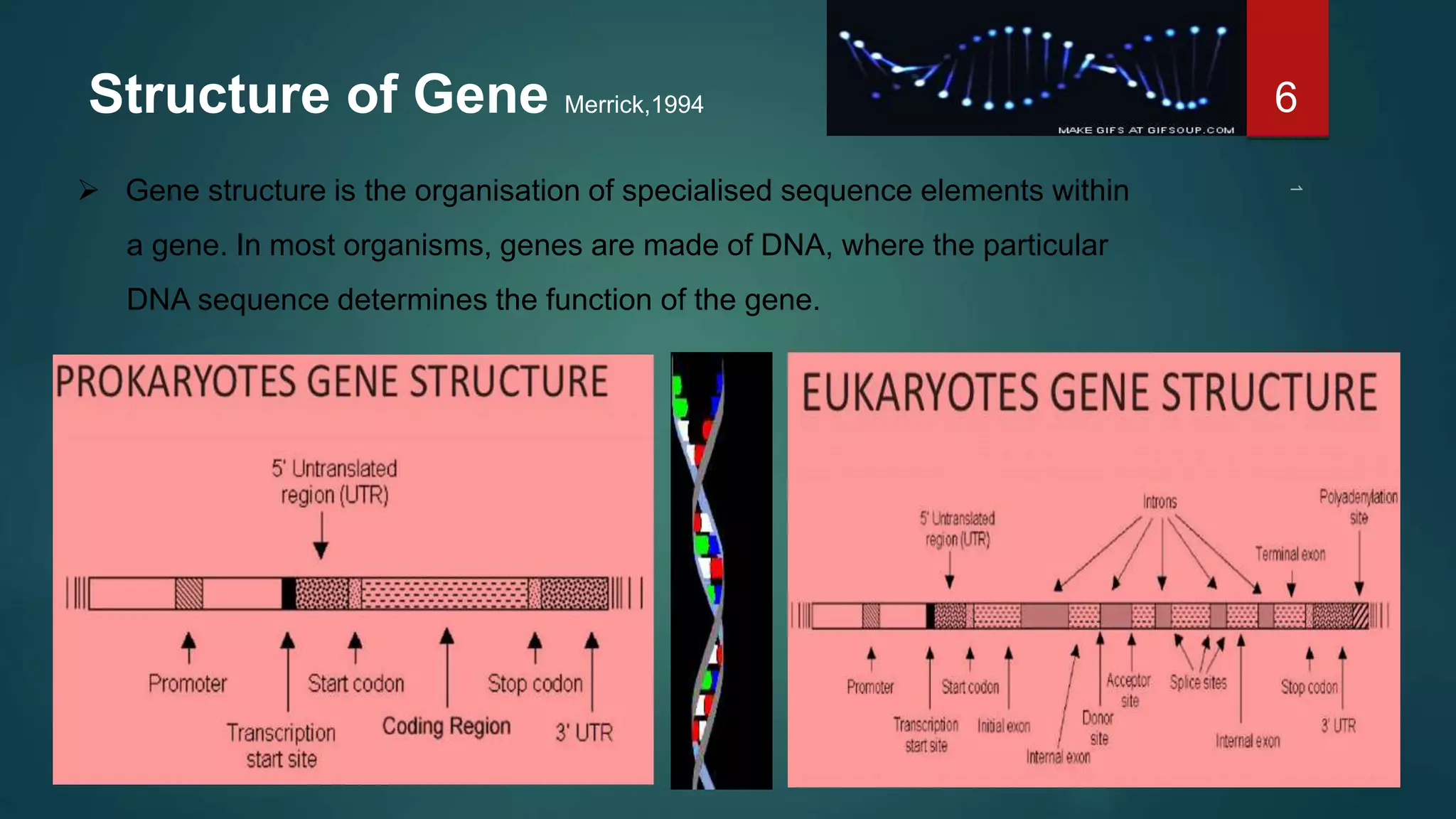 concept of gene and protein synthesis | PPTX
