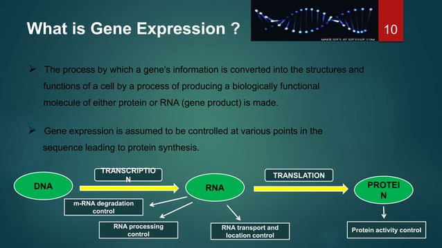 concept of gene and protein synthesis | PPTX | Biological Sciences ...