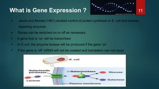 concept of gene and protein synthesis | PPTX