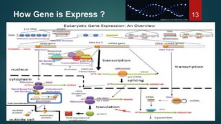 concept of gene and protein synthesis | PPTX