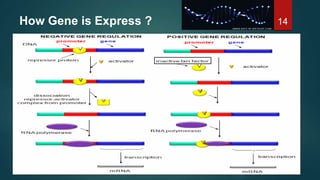 concept of gene and protein synthesis | PPTX