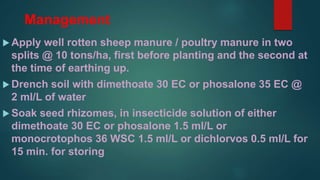 Entomology spice storage pests of turmeric | PPTX