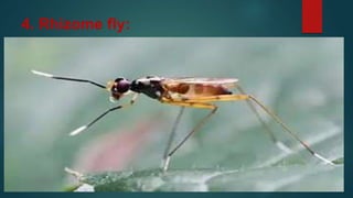 Entomology spice storage pests of turmeric | PPTX