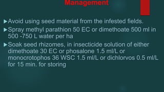 Entomology spice storage pests of turmeric | PPTX