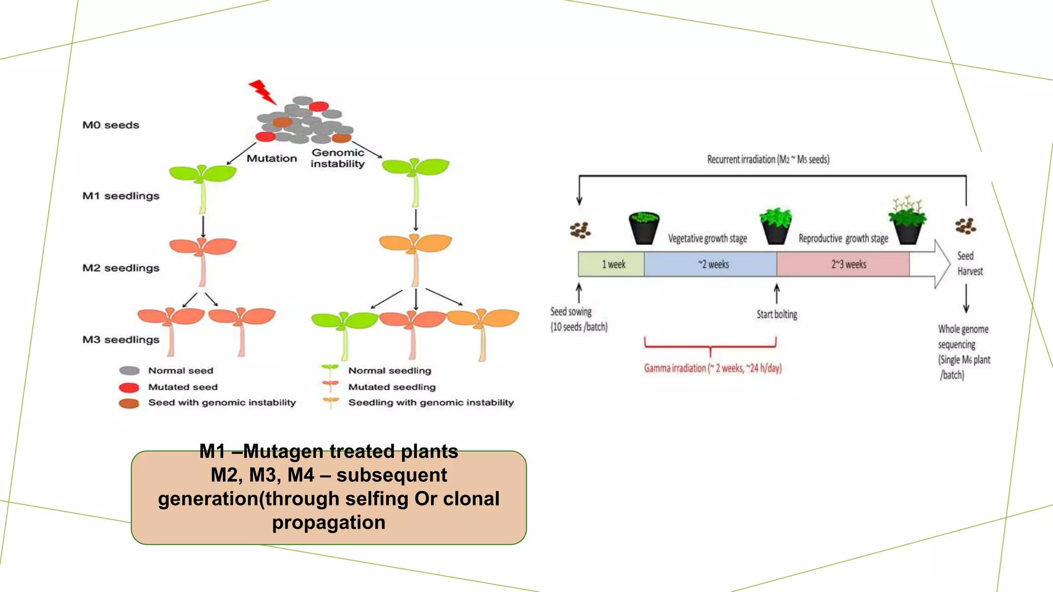 Mutation breeding.pptx