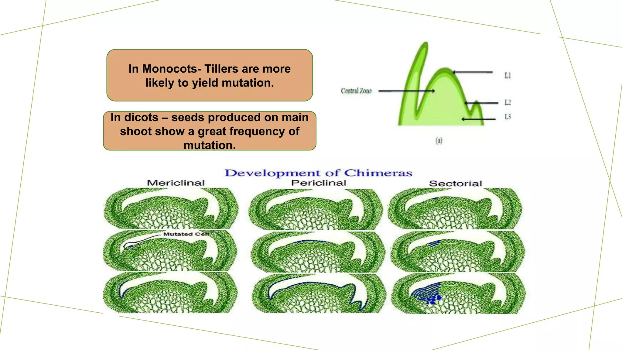 Mutation breeding.pptx