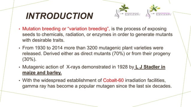 Mutation breeding.pptx